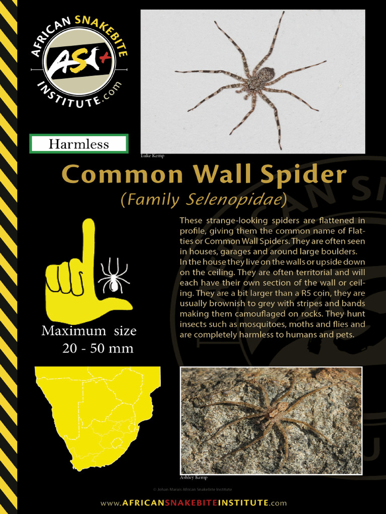 Common-Wall-Spider | PDF