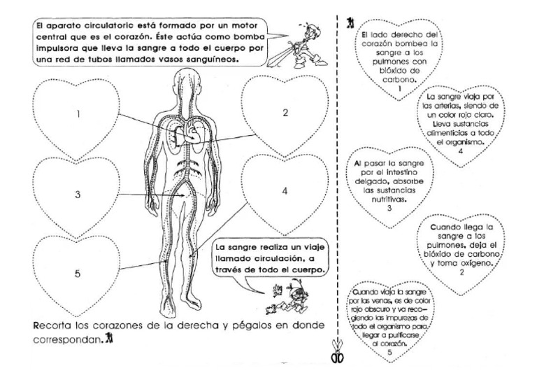 cta FICHA SISTEMA CIRCULATORIO | PDF