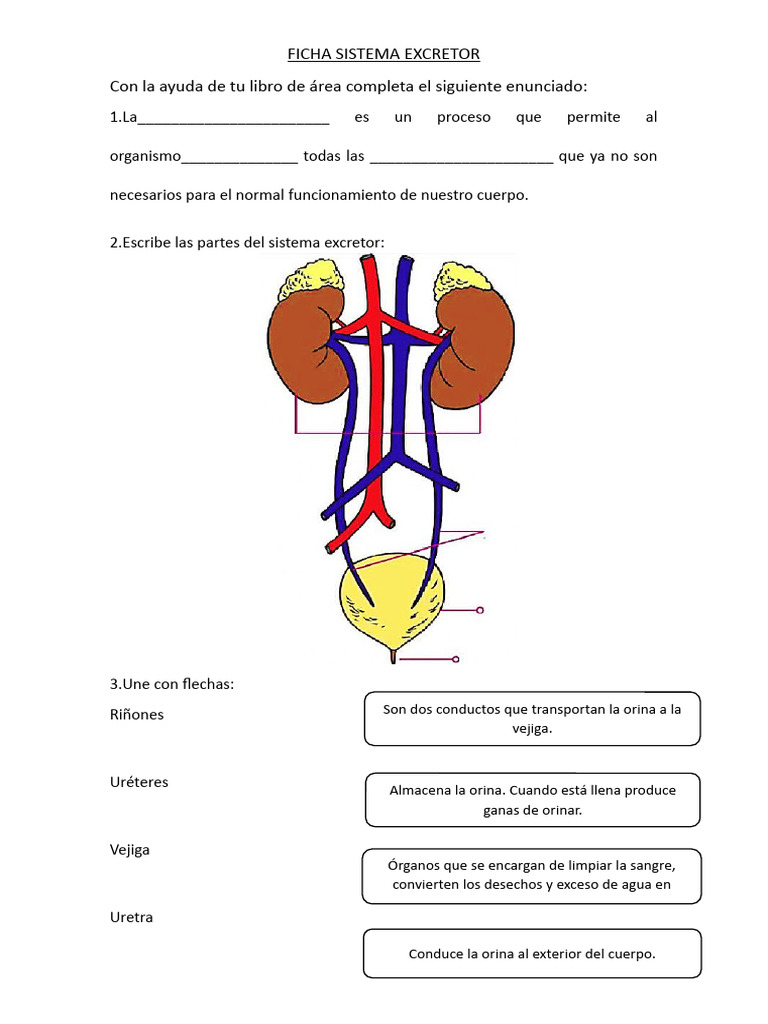 Actividades sobre el Sistema Excretor | PDF