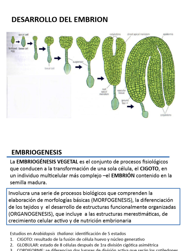 Embriogénesis y desarrollo del embrión vegetal | PDF | Embrión ...
