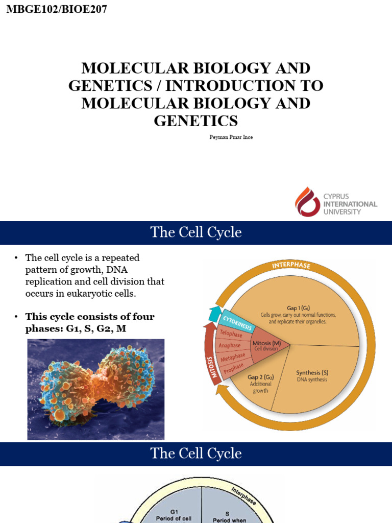 Lecture 6 - The Cell Cycle | PDF | Mitosis | Chromosome
