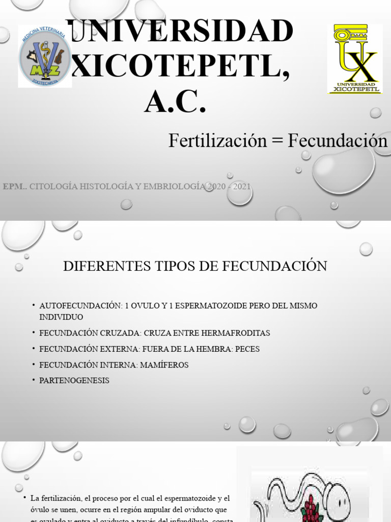 7 Fecundación-Fertilidad | PDF | Mitosis | Reproducción