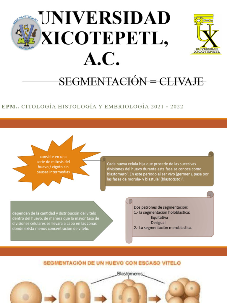 8 Segmentación | PDF | Zoología | Biología