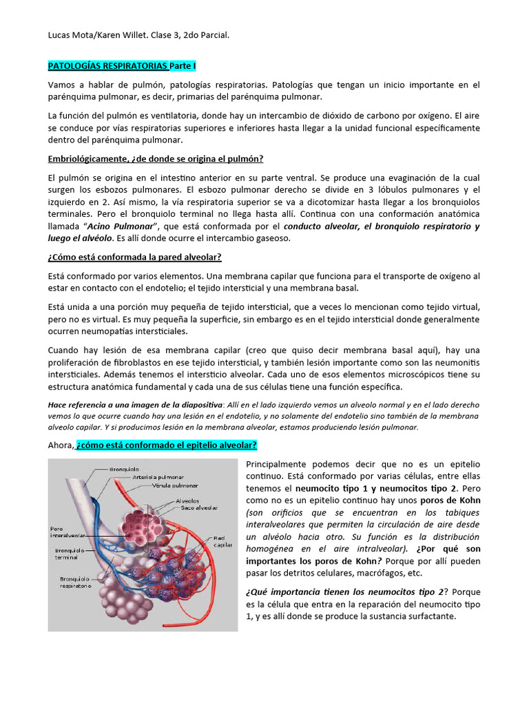 Patologías Respiratorias: Pulmón y Lesiones | PDF | Pulmón | Edema