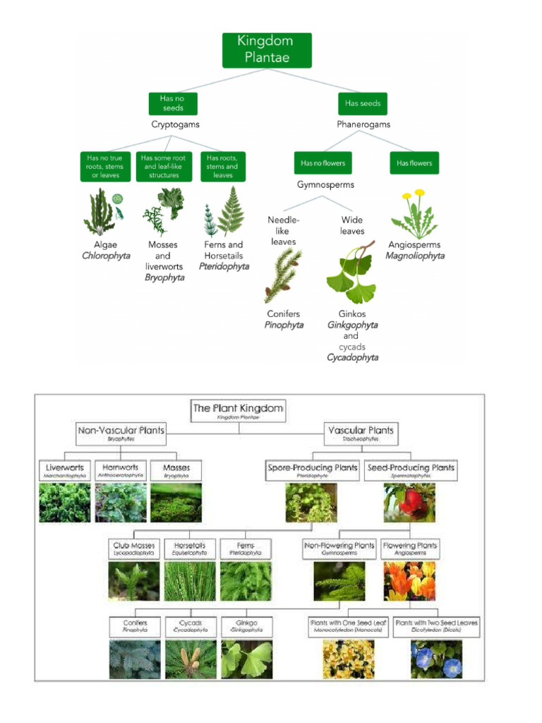 Plants | PDF