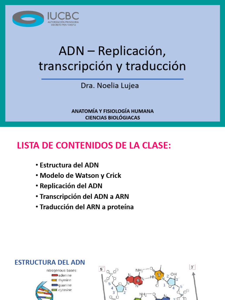 3.ADN 1. Replicacion transcripcion y traduccion | PDF | Replicación De Adn | Adn