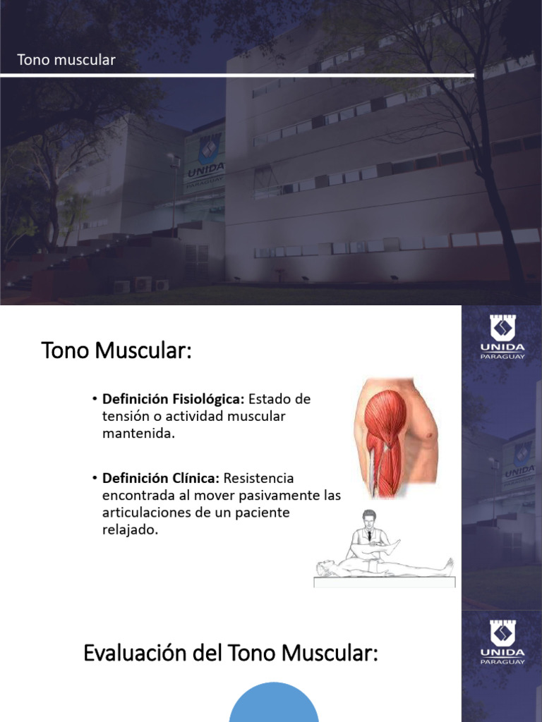 SEMANA 8 Tono Muscular | PDF | Músculo | Especialidades Medicas