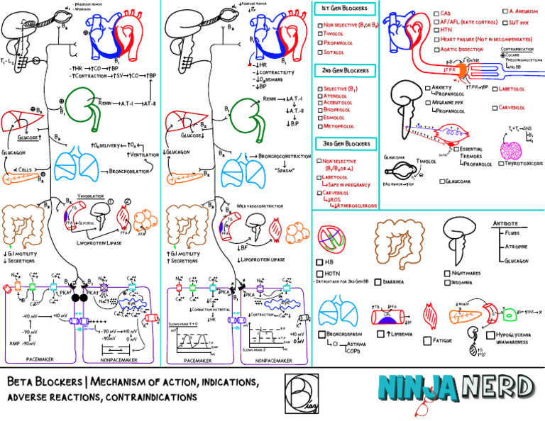 Beta Blocker Selectivity Overview | PDF | Clinical Medicine | Drugs
