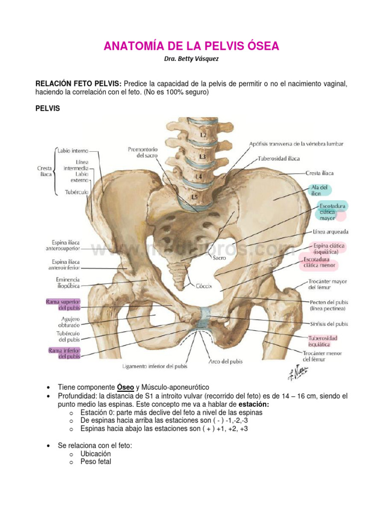 Anatomía de la Pelvis Ósea y su Función | PDF | Pelvis | Sistema ...