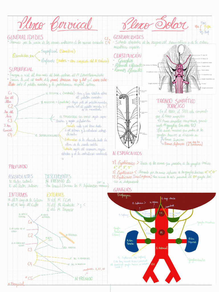 Plexo Cervical, Solar y V, VII, IX, X, XI - 220814 - 190954 | PDF