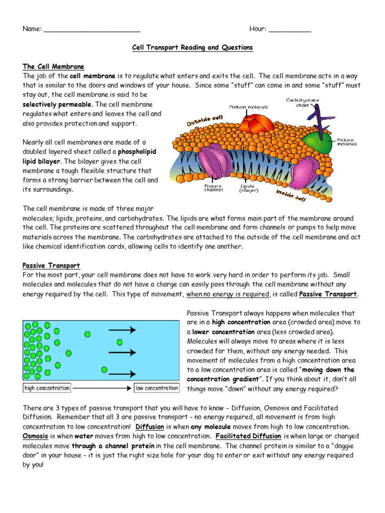 cell_transport_reading_and_questions | PDF | Cell Membrane | Lipid Bilayer