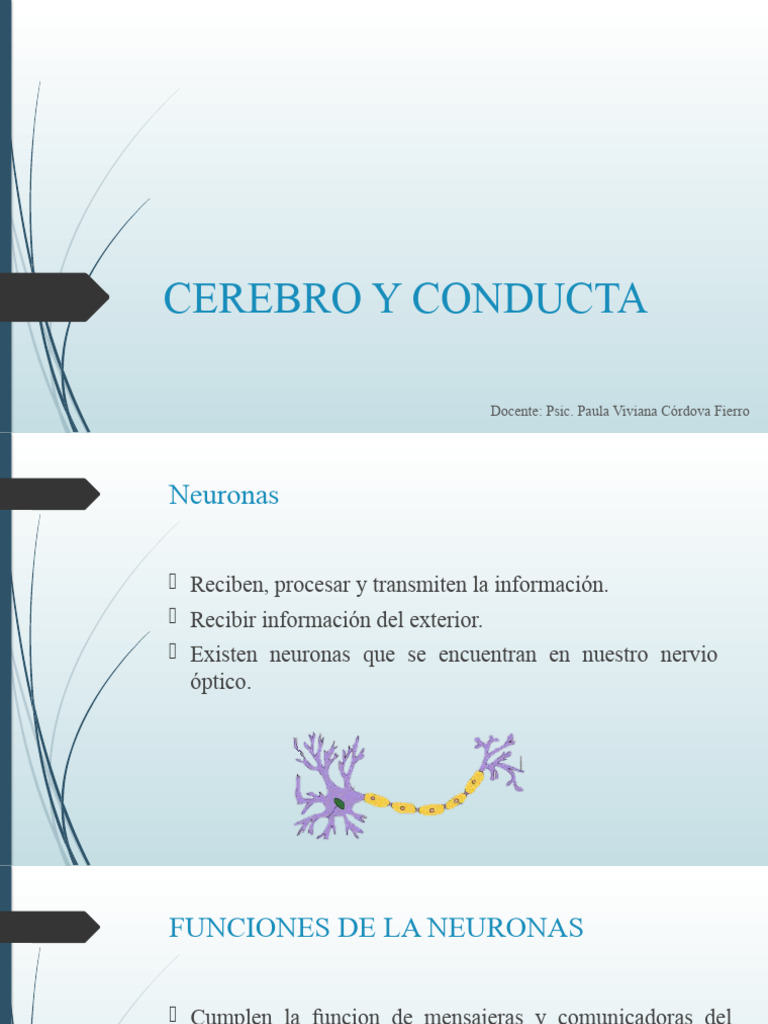 cerebro y conducta | PDF | Cerebro | Hemisferio cerebral