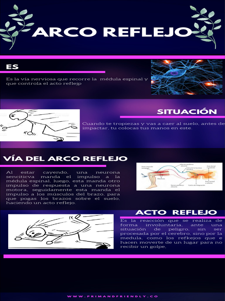 Arco reflejo infografía | PDF