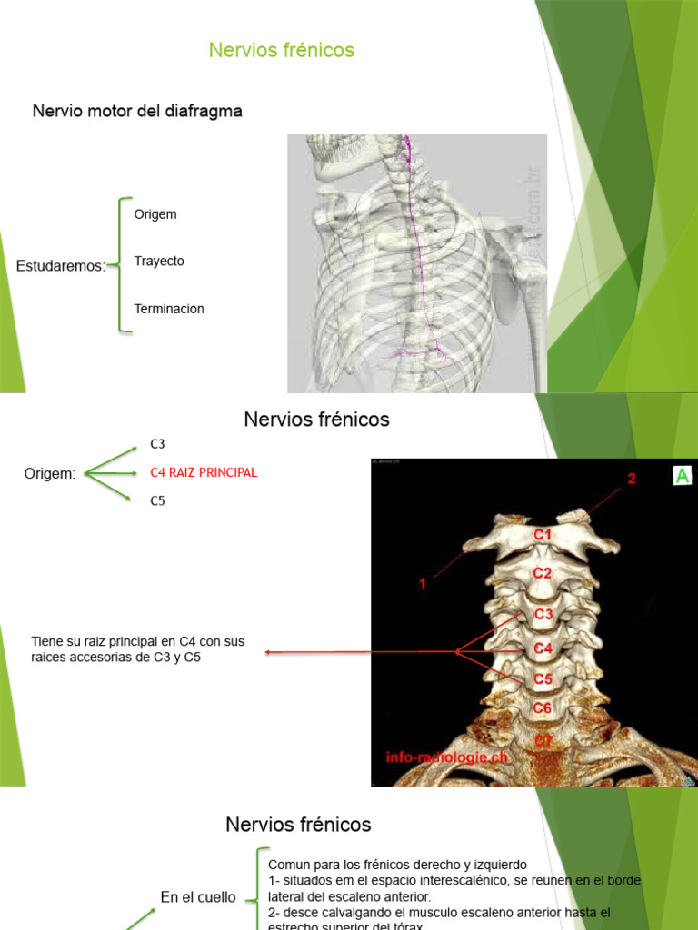 4-Nervios Frenicos e Vagos | PDF | Nervio vago | Anatomía