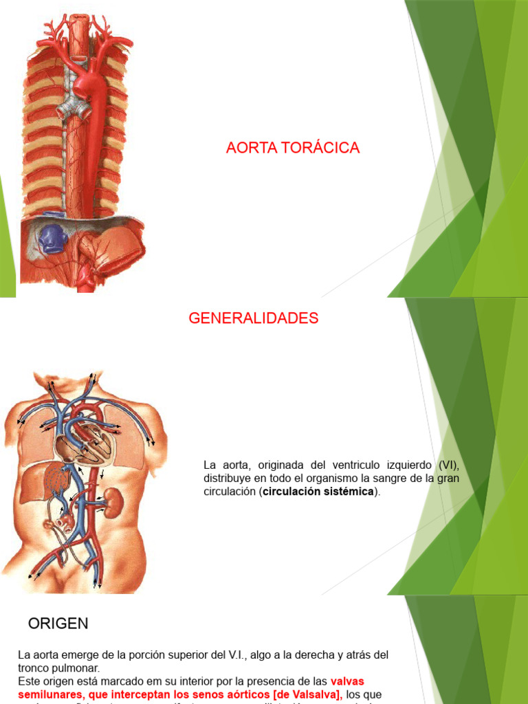 6-aorta | PDF | Aorta | Angiología