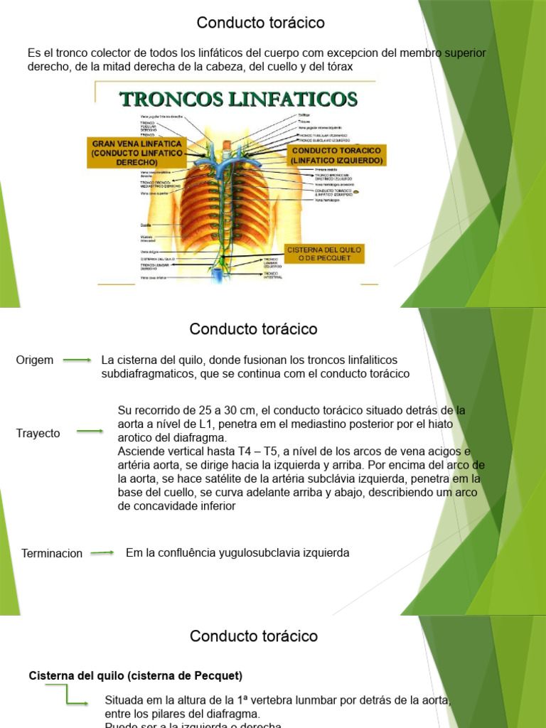 11 - Conducto Toracico | PDF | Arte | Clásicos
