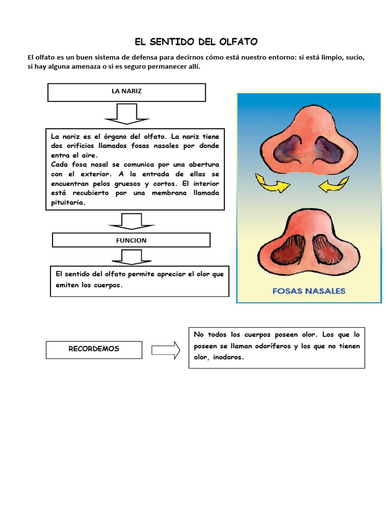 Los Sentidos Gusto y Olfato | PDF | Gusto | Sistema nervioso