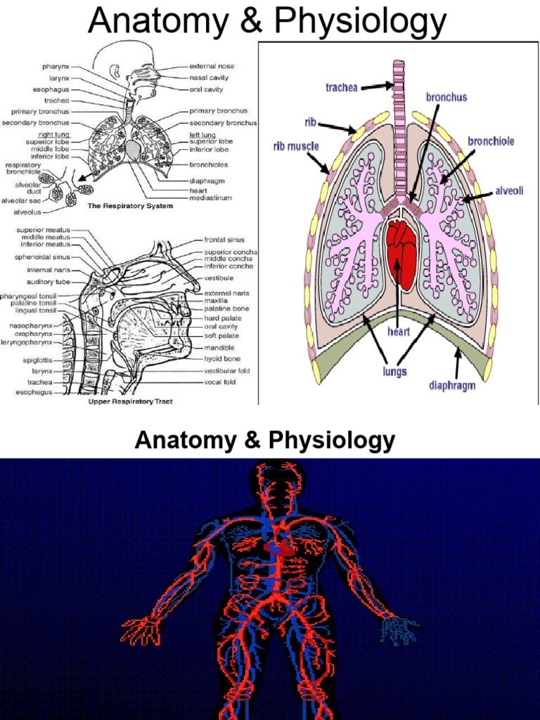 Anaphysio Orientation 2021 Unit 1 | PDF | Epithelium | Connective Tissue