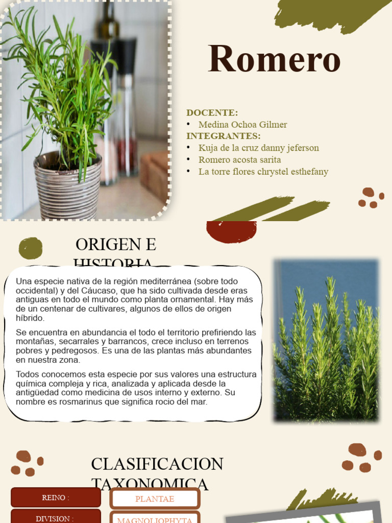 Partes y usos del romero | PDF | Romero