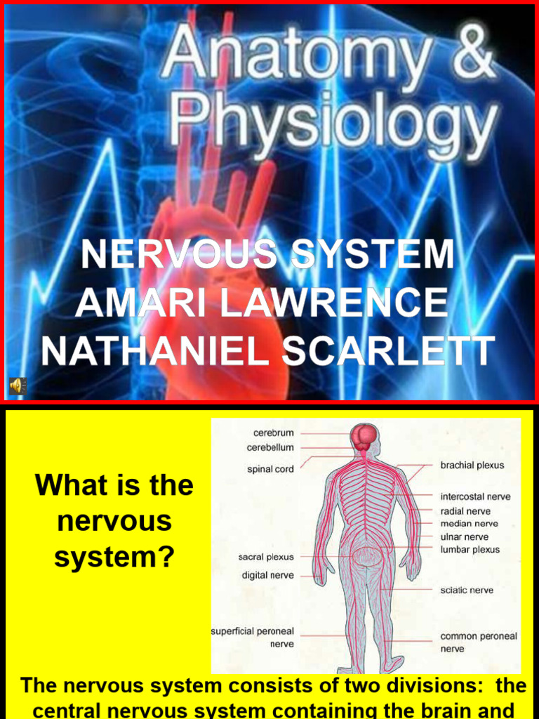 Nervous System Presentation | PDF | Neuron | Axon