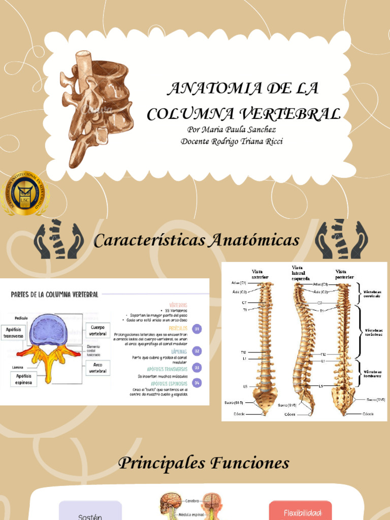 Anatomia de Columna, Hombro y Fractura de Humero | PDF | Hombro | Dolor lumbar