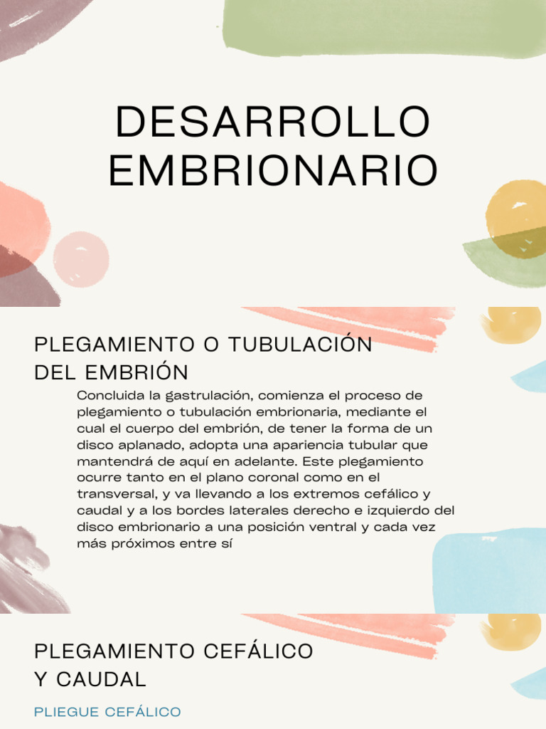 Desarrollo Embrionario | PDF | Anatomía | Biología del desarrollo