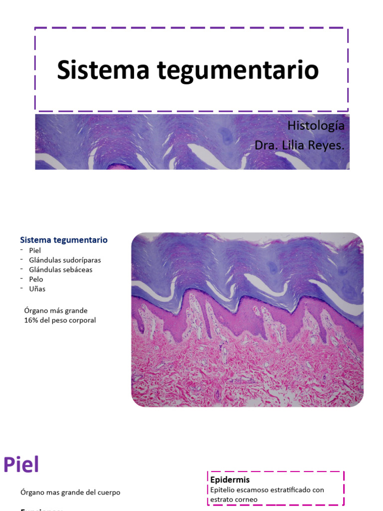 Histología Del Sistema Tegumentario | PDF | Sistema tegumentario | Epidermis