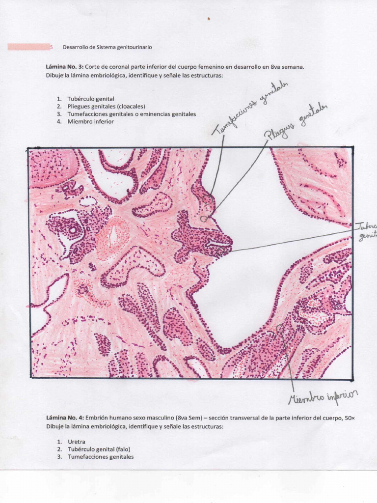 Clase Práctica Embrio III Penúltima Lámina SR) | PDF