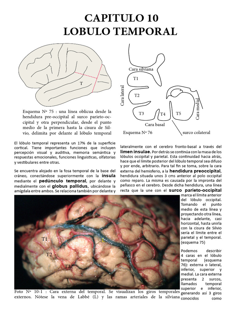 Anatomía del Lóbulo Temporal | PDF | Lóbulo temporal | Lóbulo occipital