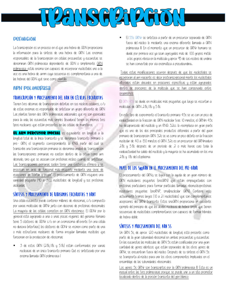 Transcripción | PDF | Rna | Traducción (biología)
