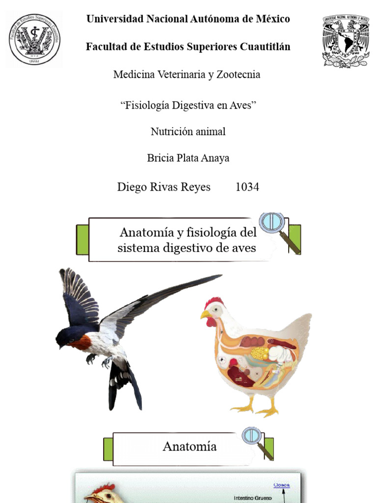 Anatomia y Fisiologia Sist Digestivo Aves | Descargar gratis PDF | Digestión | Sistema digestivo ...