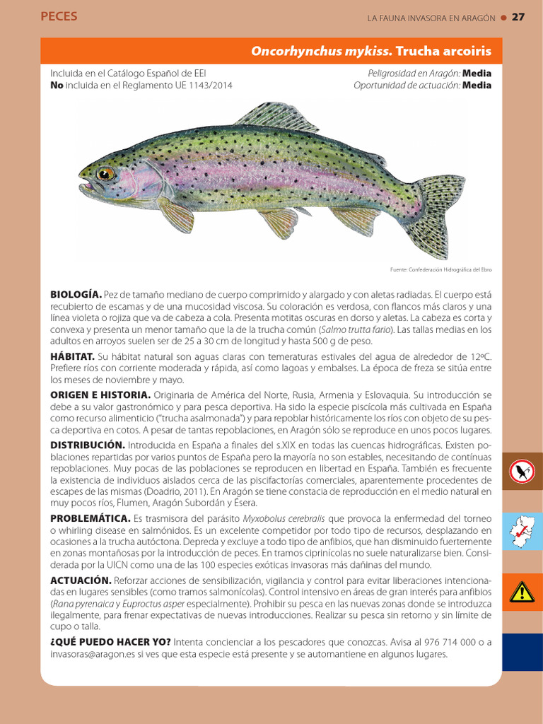 Oncorhynchus Mykiss.: Trucha Arcoiris | PDF | Trucha | Trucha arcoiris