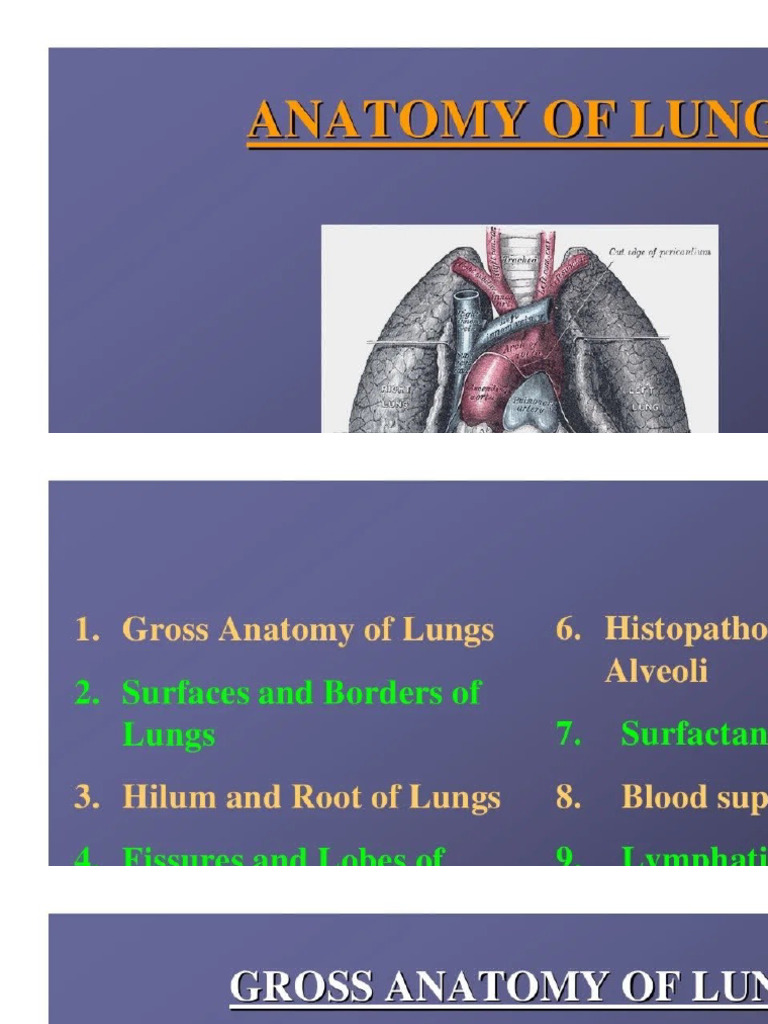Lungs | PDF
