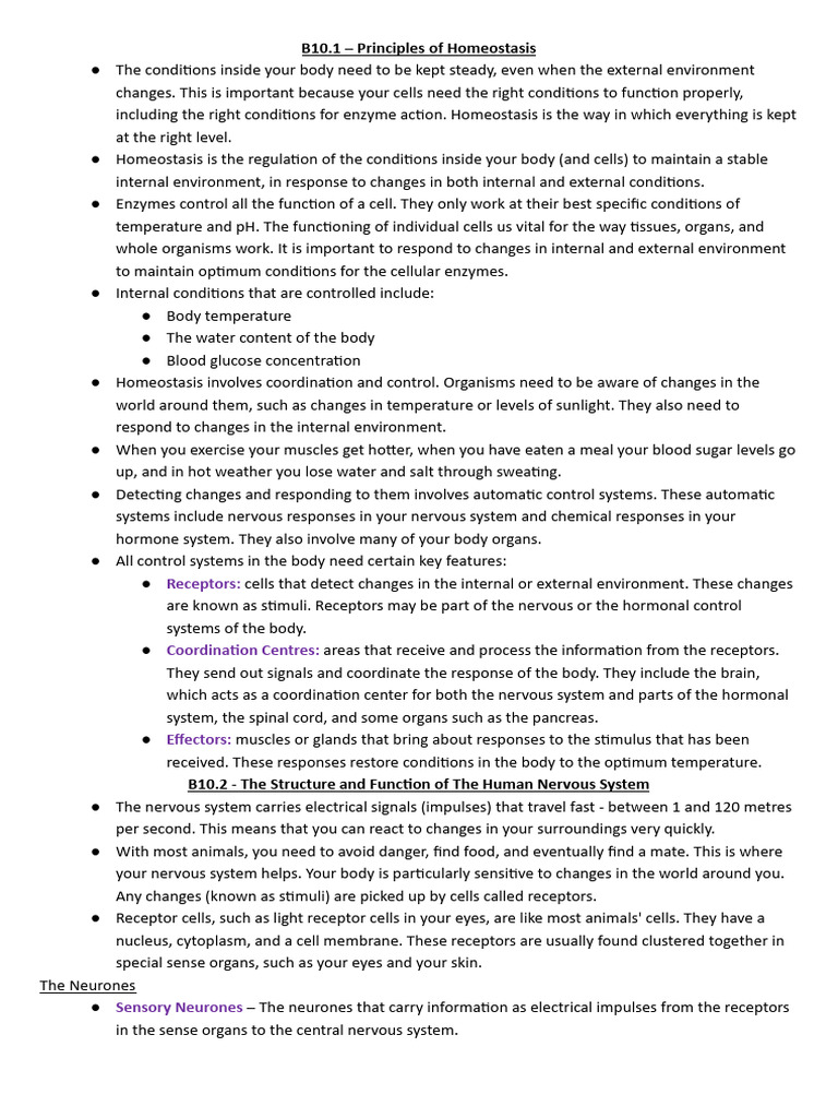 B10 - The Human Nervous System | PDF | Eye | Neuron