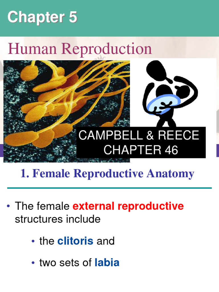 Unit 6 Human Reproduction | PDF | Menstrual Cycle | Luteinizing Hormone