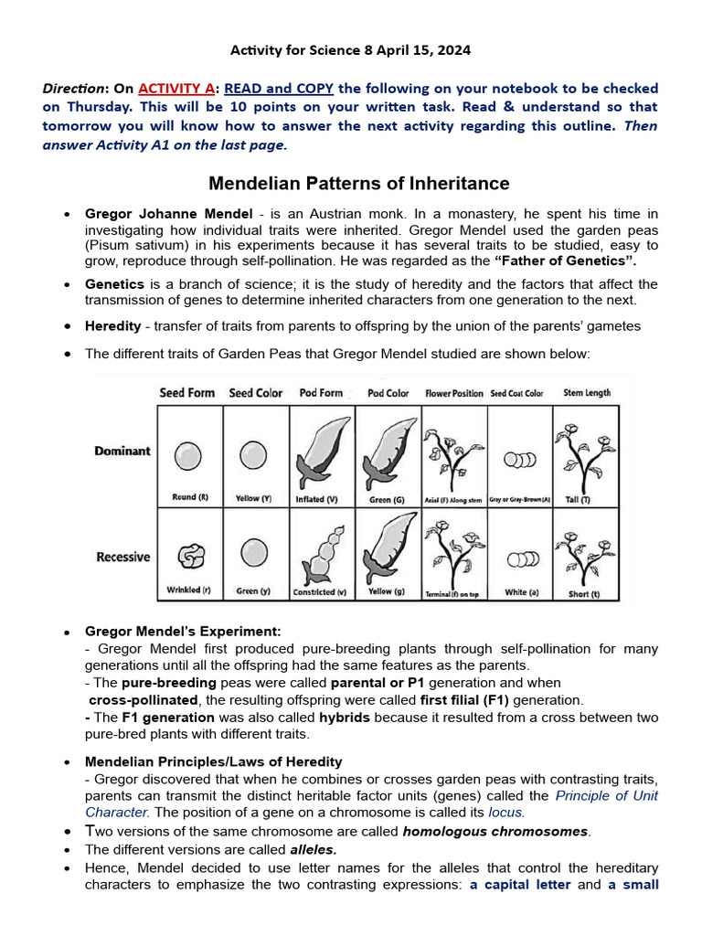 Mendelian Genetics Activity Guide | PDF | Dominance (Genetics) | Genotype