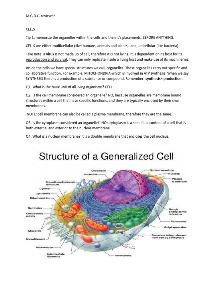 Cell | PDF | Cell (Biology) | Organelle