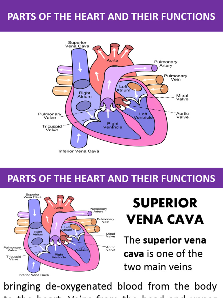 Heart Anatomy and Functions Explained | PDF | Heart | Heart Valve