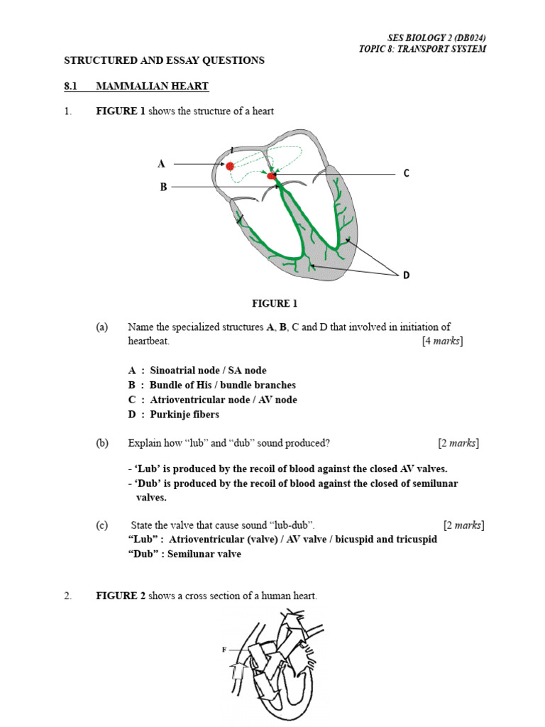 Mammalian Heart and Lymphatic System Overview | PDF | Lymph | Atrium ...