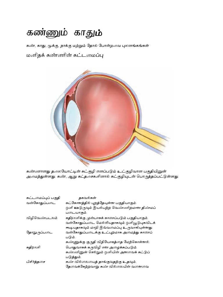 Grade 9 eye notes | PDF