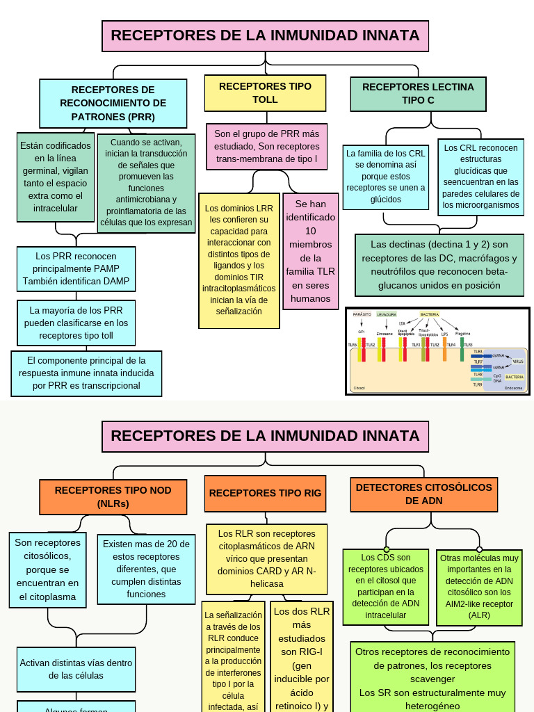 Inmunidad Innata (Tipos de Receptores) | PDF | Receptor (Bioquímica) | Sistema inmune innato