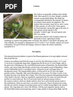Keel Billed Toucan | PDF | Birds | Ornithology