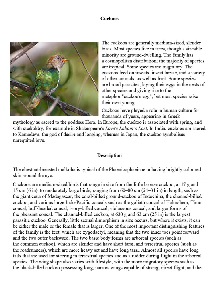 COCO Bird | PDF | Birds | Ornithology