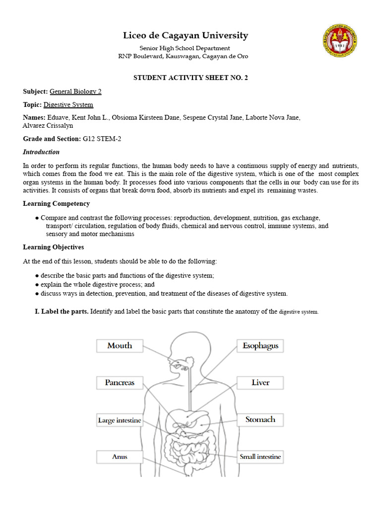 Digestive System Activity Sheet | PDF | Digestion | Gastrointestinal Tract