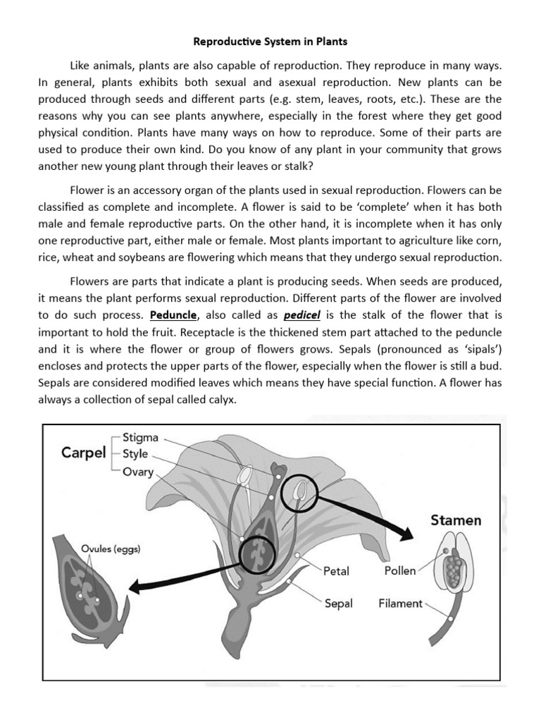 Reproductive System in Plants | PDF | Home & Garden | Wellness