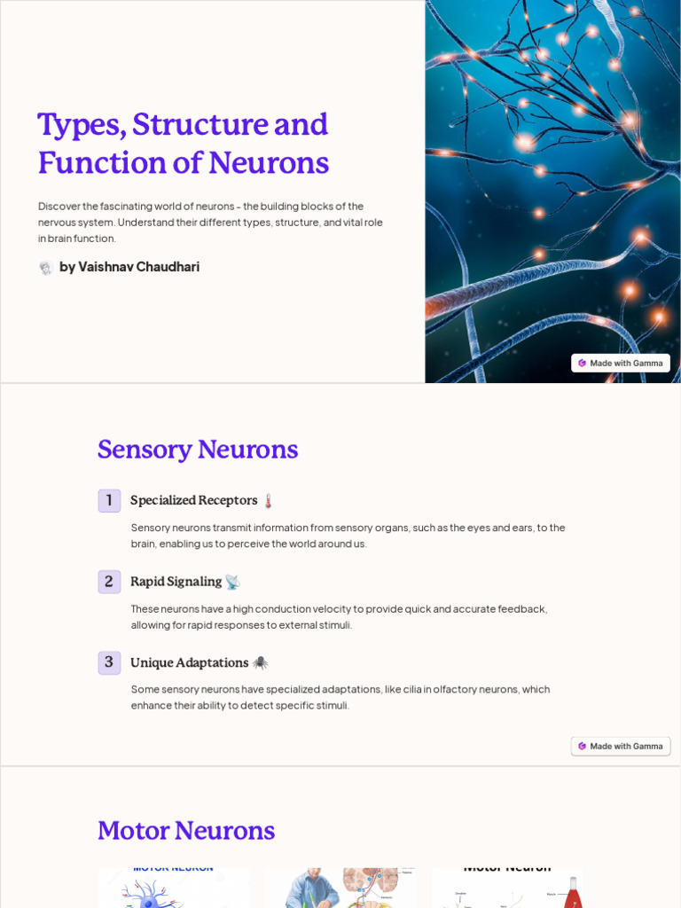 Types Structure and Function of Neurons | PDF | Neuron | Nervous System