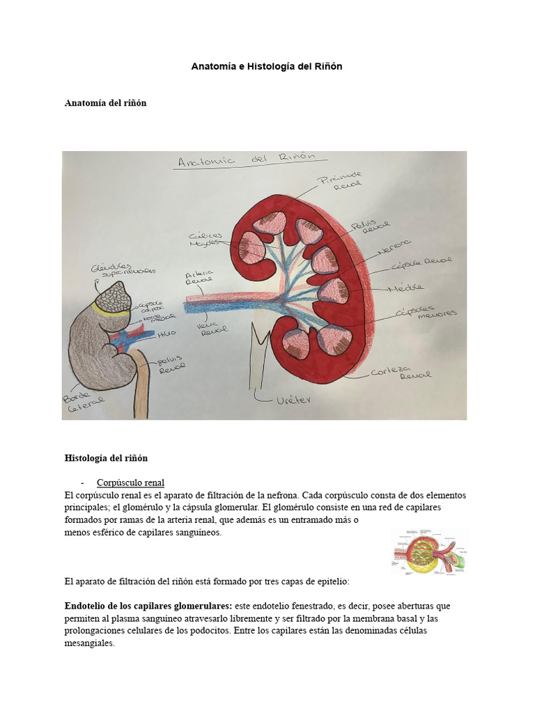 Anatomía e Histología Renal | PDF | Riñón | Morfología (biología)
