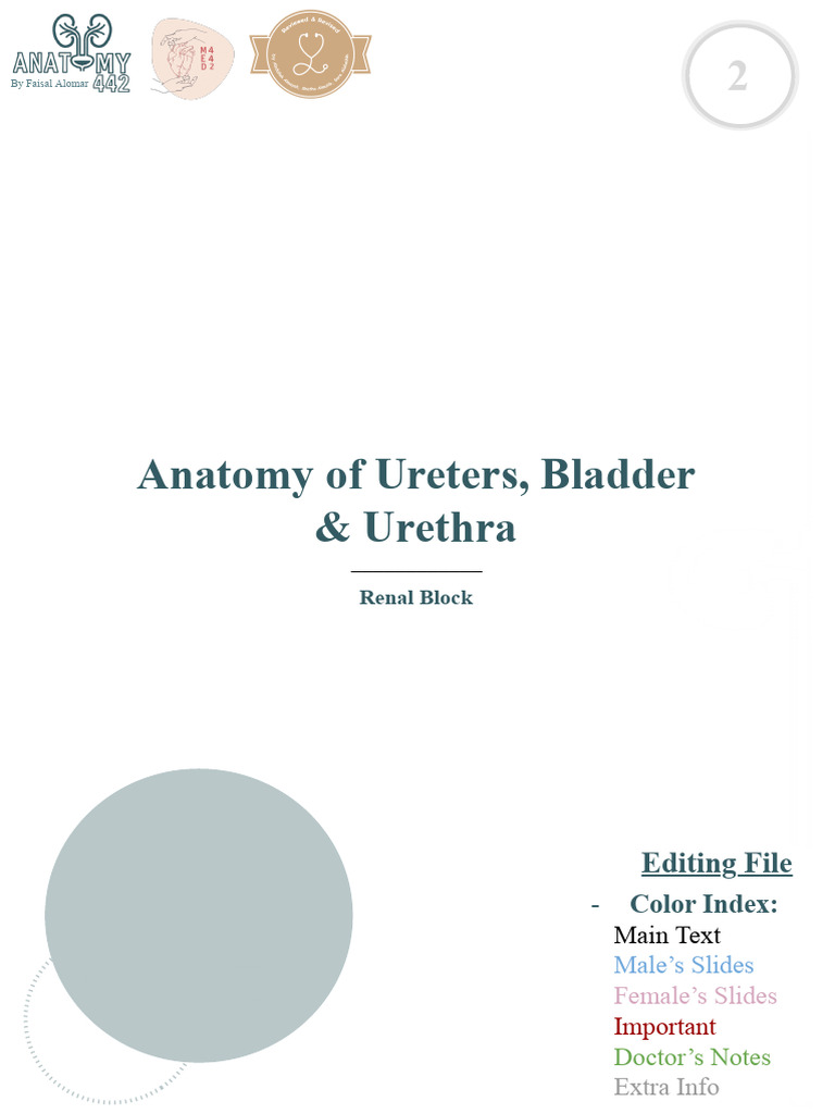 Anatomy of Ureters, Bladder & Urethra | PDF | Prostate | Urinary System