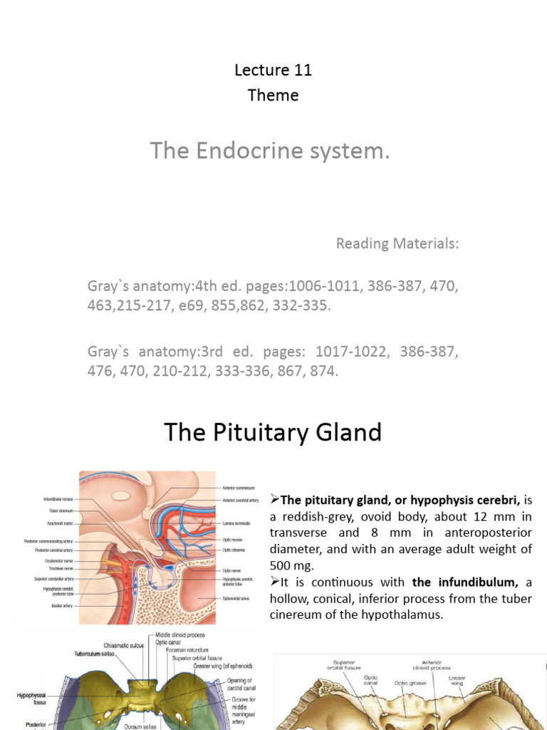 Lecture-11 The Endocrine System | PDF | Pancreas | Pituitary Gland