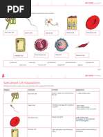 Specialised Cells Worksheet With Answers | PDF | Cell (Biology ...